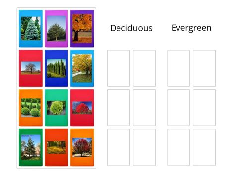 Types Of Tree Group Sort
