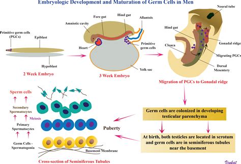 Testicular Germ Cell Tumors Classification Pathologic Features