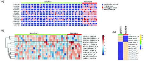 Snp Genotype And Gene Expression Heat Map In Cytarabine Sensitive And Download Scientific