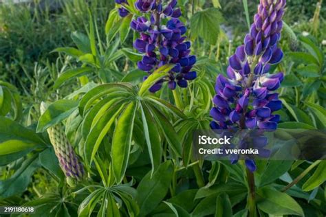 피는 보라색 루핀 꽃 클로즈업 출판 포스터 달력 게시물 화면 보호기 벽지 엽서 배너 커버 웹 사이트에 대 한 꽃 봉오리와 루핀 부시 고품질 사진 0명에 대한 스톡 사진 및