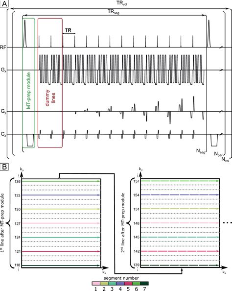 Figure 1 From Magnetization Transfer Weighted Laminar Fmri With Multi Echo Flash Semantic Scholar