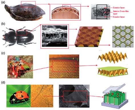 Some Designs Of Bio Inspired Structures A Turtle Shell B Beetle Download Scientific