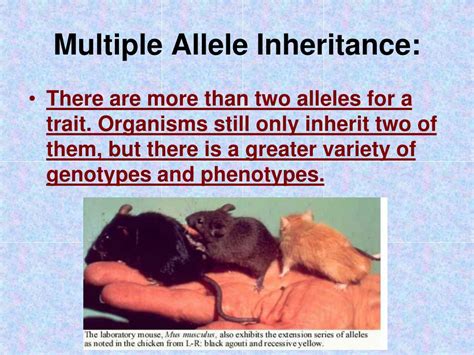 PPT Multiple Allele Inheritance Blood Types PowerPoint Presentation ID