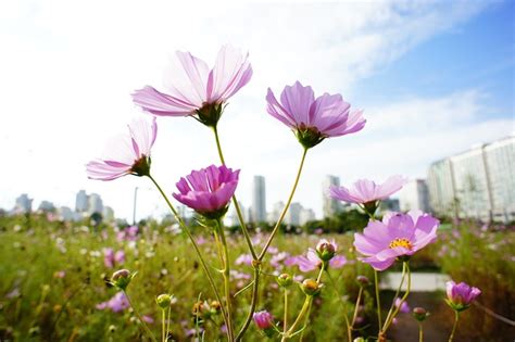 코스모스 핑크 꽃 목초지 Pixabay의 무료 사진
