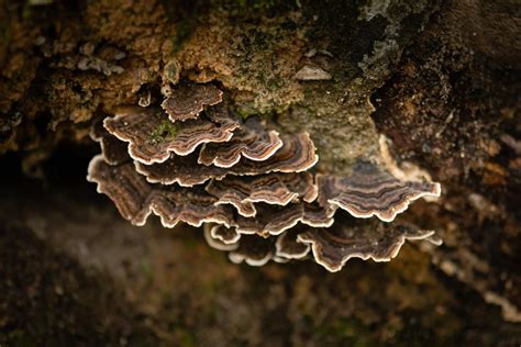 Color Fringing Fungus An Example Of Chromatic Aberration — Todd Henson