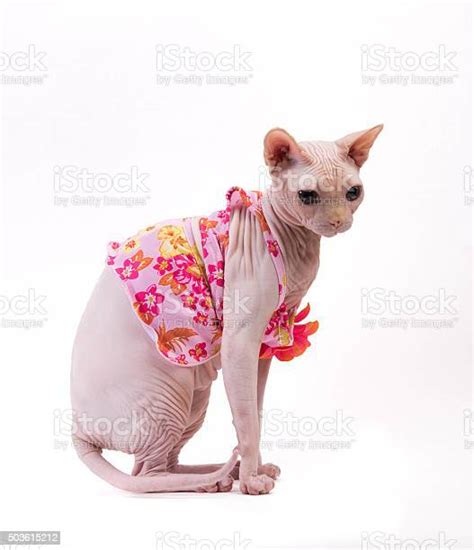 Sphynx 자본가 In Pink 정장용 흰색 배경의 스핑크스헤어리스캣에 대한 스톡 사진 및 기타 이미지 스핑크스헤어리스캣 가축 고양이 새끼 Istock