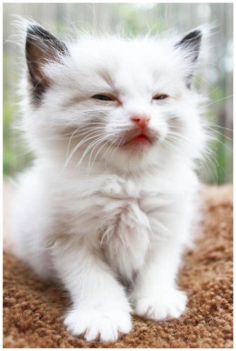 Kitteh Kats Cute Cats Cats Cute Cats And Kittens