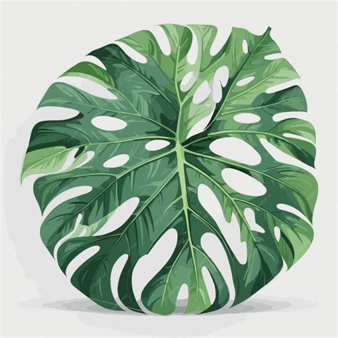 Premium Vector Monstera Leaf Patterns Vector On White Background