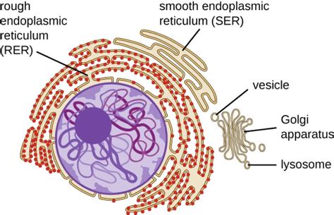 Endoplasmic Reticulum Class 9 Definition Location Structure 2