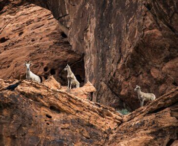 Visiting Zion National Park In January Wildland Trekking