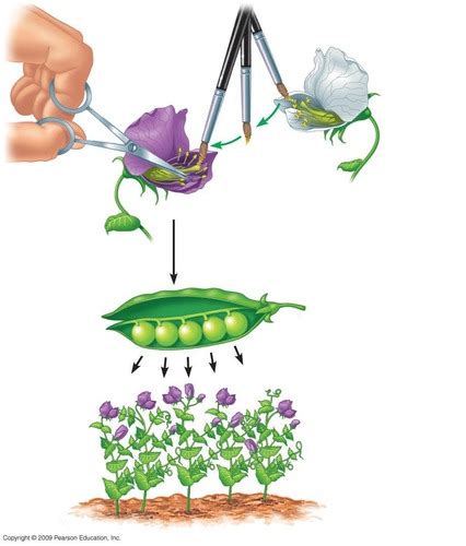 Mendelian Genetics And Human Inheritance Patterns Flashcards Quizlet