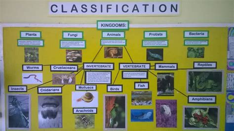 Display On Classification Ks2 Animal Classification Display Boards