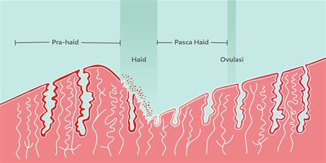 What Is The Menstrual Cycle
