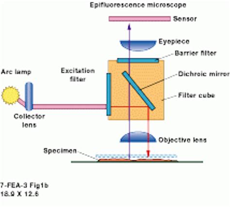 Blind Deconvolution Help 3 D Reconstruction Of Microscope Images