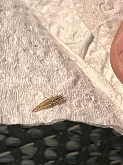 Tiny Brown Round Hard Shell Bug With Antennae Brooklyn Ny R Whatsthisbug