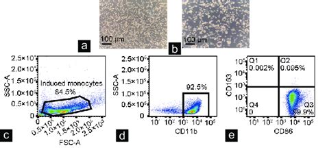 Differentiation Of Thp 1 Cells To M1 Macrophages The Morphological Download Scientific Diagram