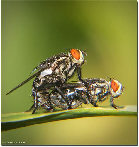 A Fly Mating Close Up ~ Neezhom