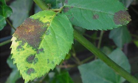 На розах - черная пятнистость, на флоксах - мучнистая роса. Как и чем ...