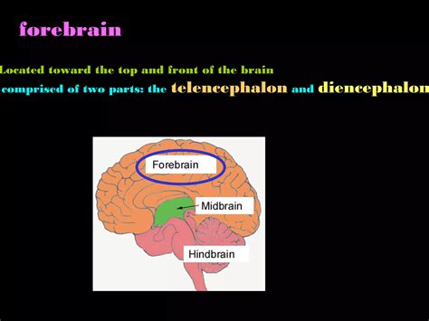 Nervous System Ppt 1 Ppt