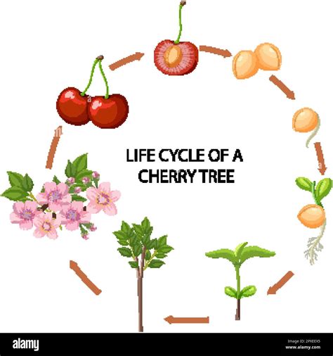 Life Cycle Of Cherry Tree Illustration Stock Vector Image And Art Alamy