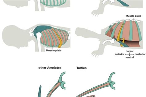 Turtle Anatomy