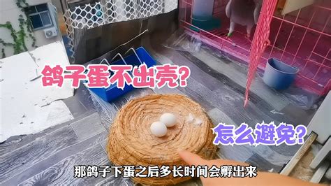 2个鸽子蛋没有孵化出来鸽子，不出壳的原因找到了，怎么避免呢？ Youtube