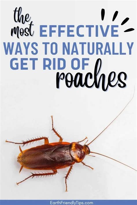 Natural Ways To Get Rid Of Roaches Earth Friendly Tips
