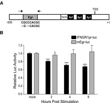 Type I Interferons Down Regulate Myeloid Cell Ifngr By Inducing