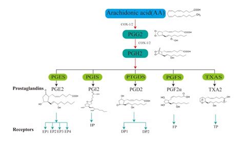 Advances In Pgd2ptgdr2 Signaling Pathway In Tumors A Review