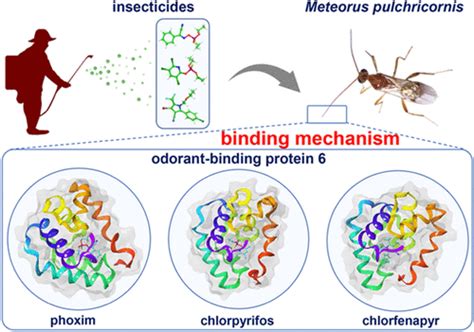 Odorant Binding Protein 6 Contributes High Binding Affinity To Insecticides In A Parasitic Wasp