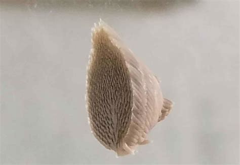 Tabanid Egg Cluster Not Asp Whats That Bug