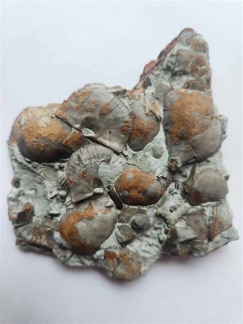 Hash Plate Member Collections The Fossil Forum