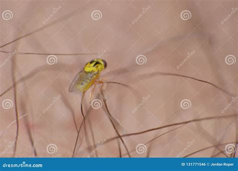 Macro Close Up Detailed Shot Of A Tiny Yellow Fly Thaumatomyia Frit