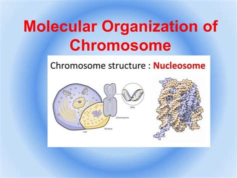 Xx Xo Sex Determination Pptx