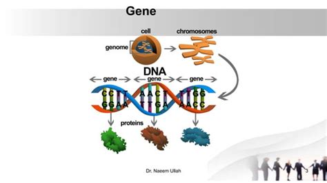 Gene Basics Gene Nature Of Gene Regulatory Elements Of Gene Non Coding Dna Alleles Pptx