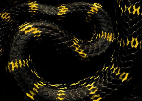 Beetle Diffuser Classic And Pro Macro Photography Diffuser