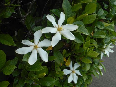生垣のクチナシ 花や風景の写真便り