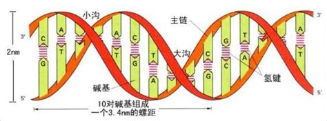 Dna简史：遗传物质的发现之旅——纪念dna双螺旋结构发现66周年实验
