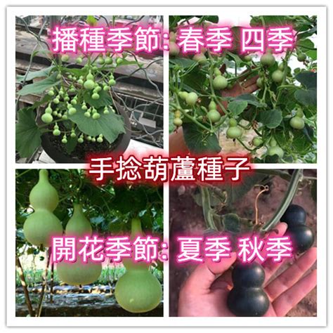 一元一粒購 稀有手捻葫蘆 葫蘆種子 園藝種植 盆栽觀賞 陽台庭院種植 稀有葫蘆種子 蝦皮購物