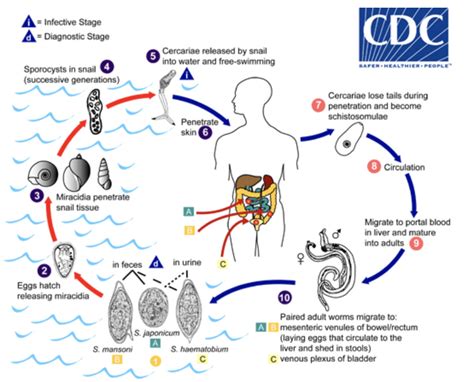 Hookworm Life Cycle Diagram