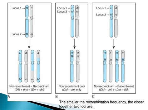 Ppt Human Gene Mapping And Disease Gene Identification Overview