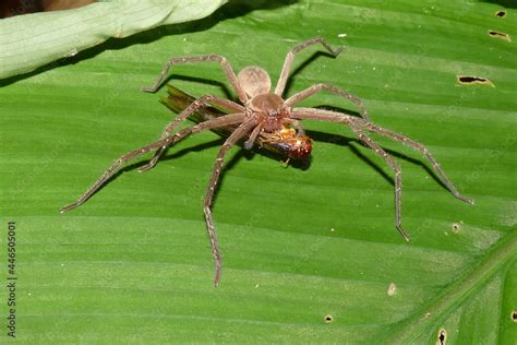 Amazon Rainforest Spiders