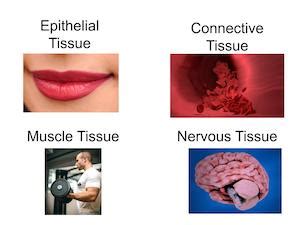 Body Tissue Definition Types And Examples Lesson