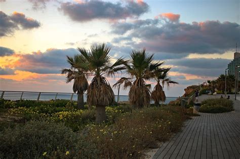 일몰 하늘 야자수 Pixabay의 무료 사진 Pixabay