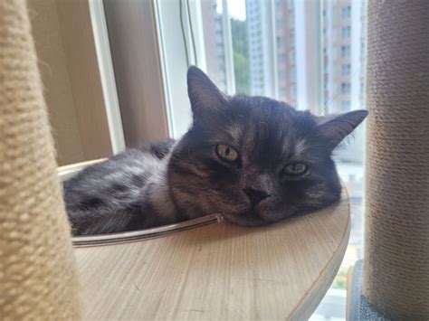 우리집 깜지 뽐뿌 자유갤러리