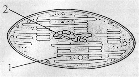 Метаболизм. Пластический обмен. Задания второй части