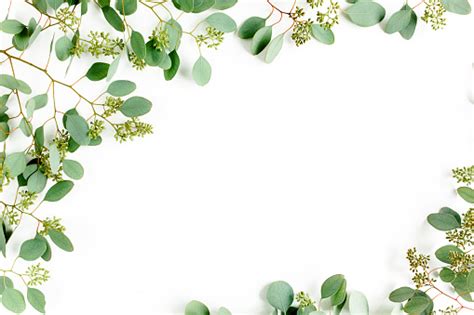 유칼립투스 포퓰러스 잎으로 만든 프레임 테두리와 흰 배경에 열매의 형태로 과일 플랫 레이 상단 보기 플로럴 컨셉 0명에 대한 스톡 사진 및 기타 이미지 Istock