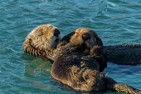 Usa California Morro Bay 2 Photograph By Jaynes Gallery Fine Art