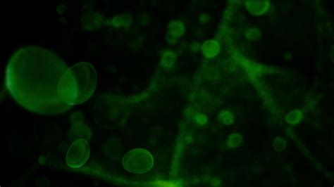 신체 과학 박테리아 바이러스 및 적혈구는 혈 류 체 정 맥에 감염 생물학 바이러스 감염 혈액 세포와 면역 개념 3d 렌더링 N 건강관리와 의술에 대한 스톡 사진 및 기타