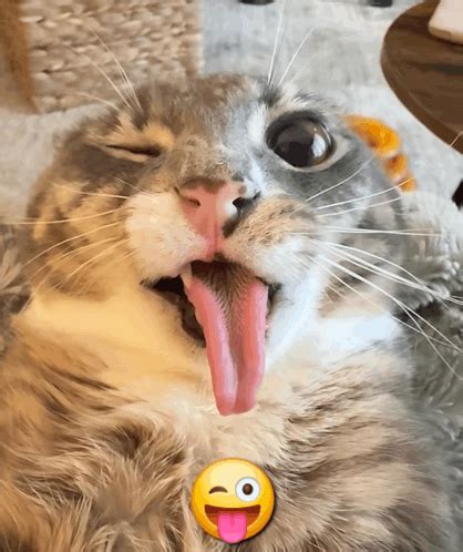 Gato Gato Sacando La Lengua Meme Gato Gato Sacando La Lengua Gato